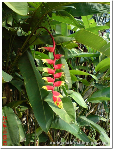 Lobster Claw ( Heliconia Rostrata ) Flowers